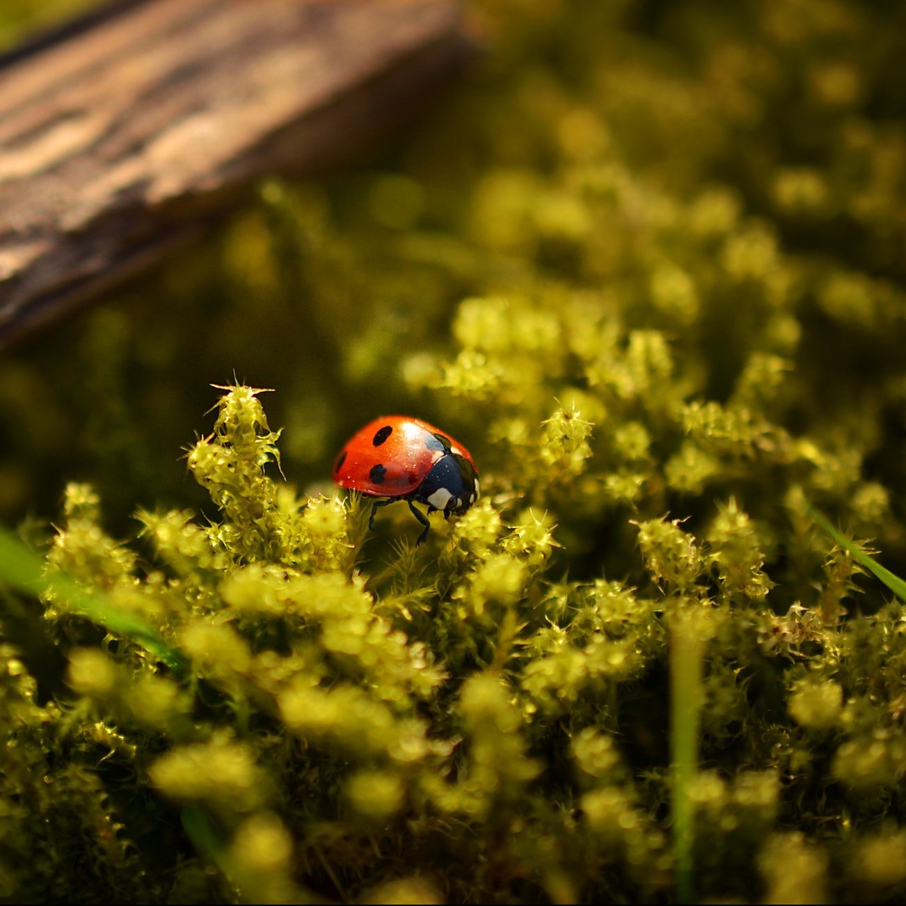 Beneficial Bugs - Reel Gardening